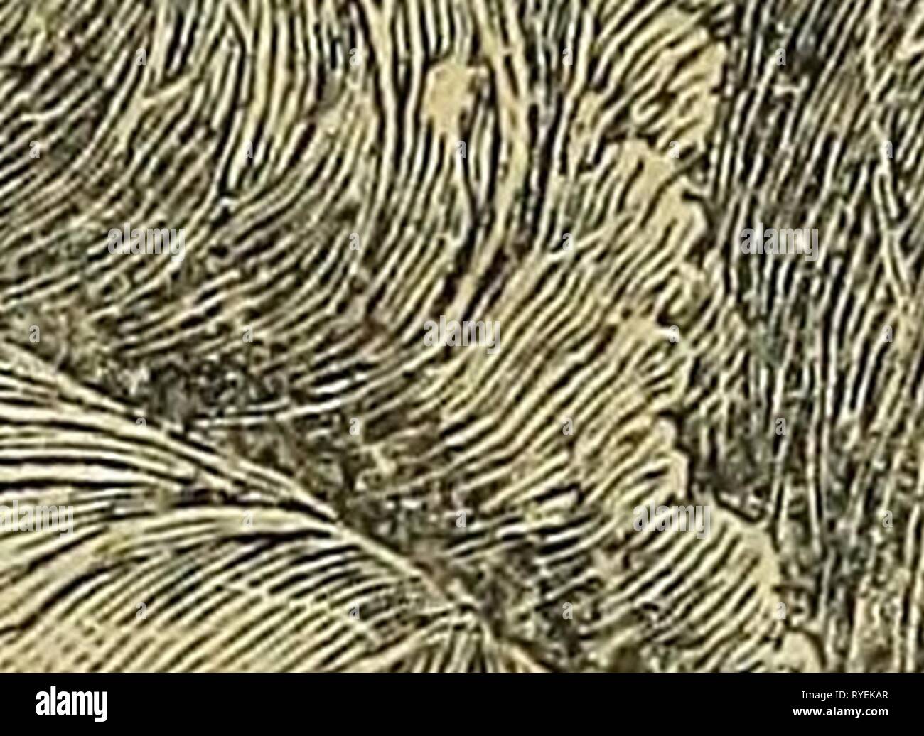 E Annabil & Co's seed Stock Photo - Alamy