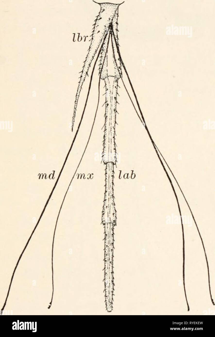 Elementary entomology elementaryentomo00sand Year: [c1912] ANATOMY OF ...