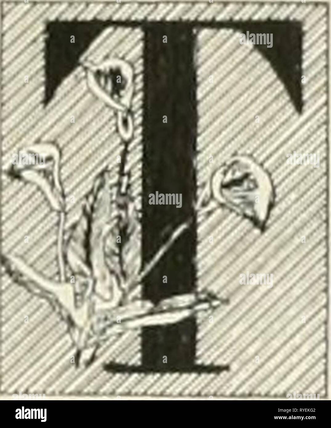 The education of the horse educationofhorse00neal Year: 1915 HE BIT ...