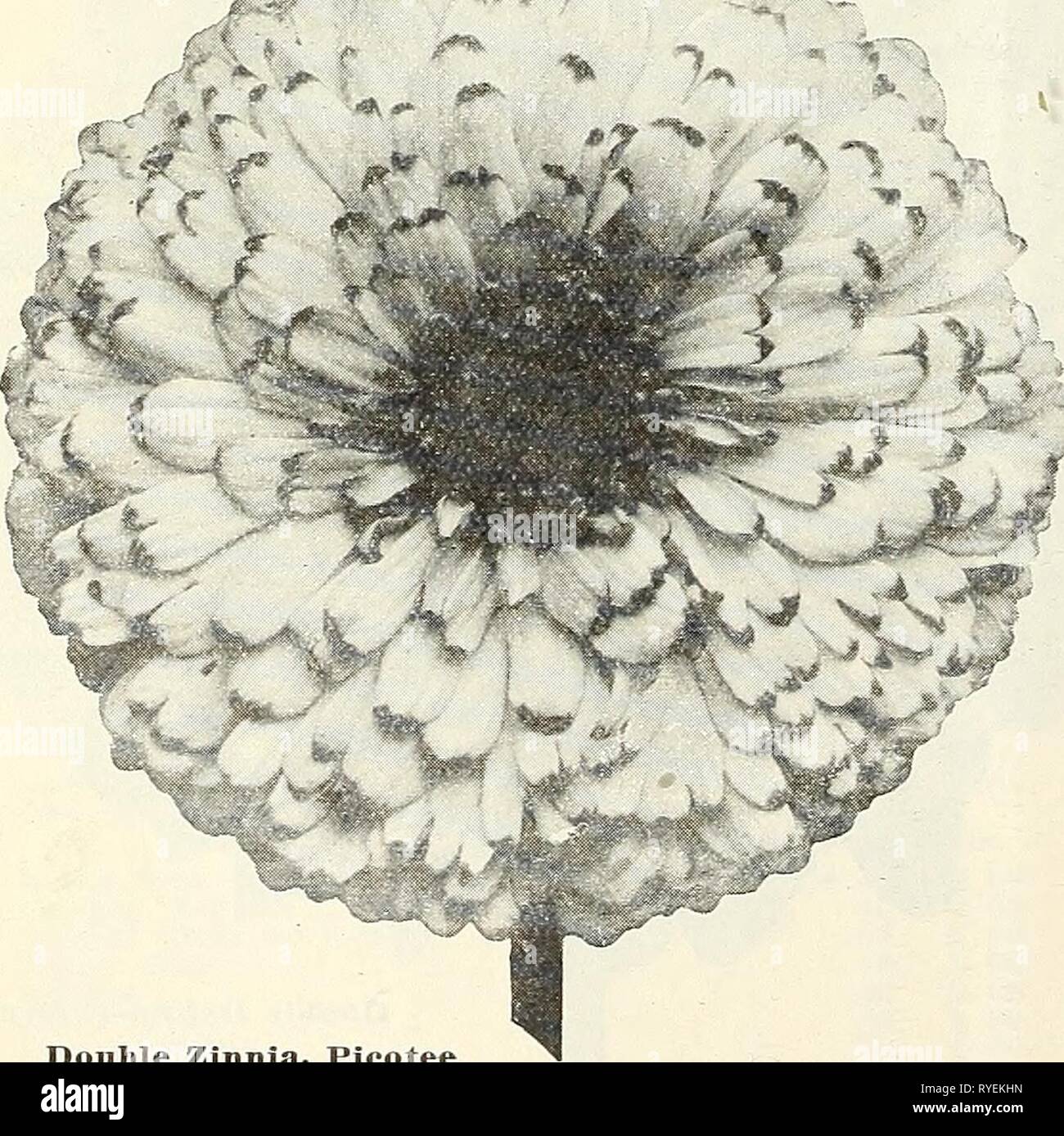 Miss primrose hi-res stock photography and images - Alamy