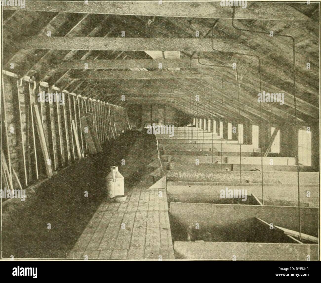 Duck dollars; (1911 Stock Photo - Alamy