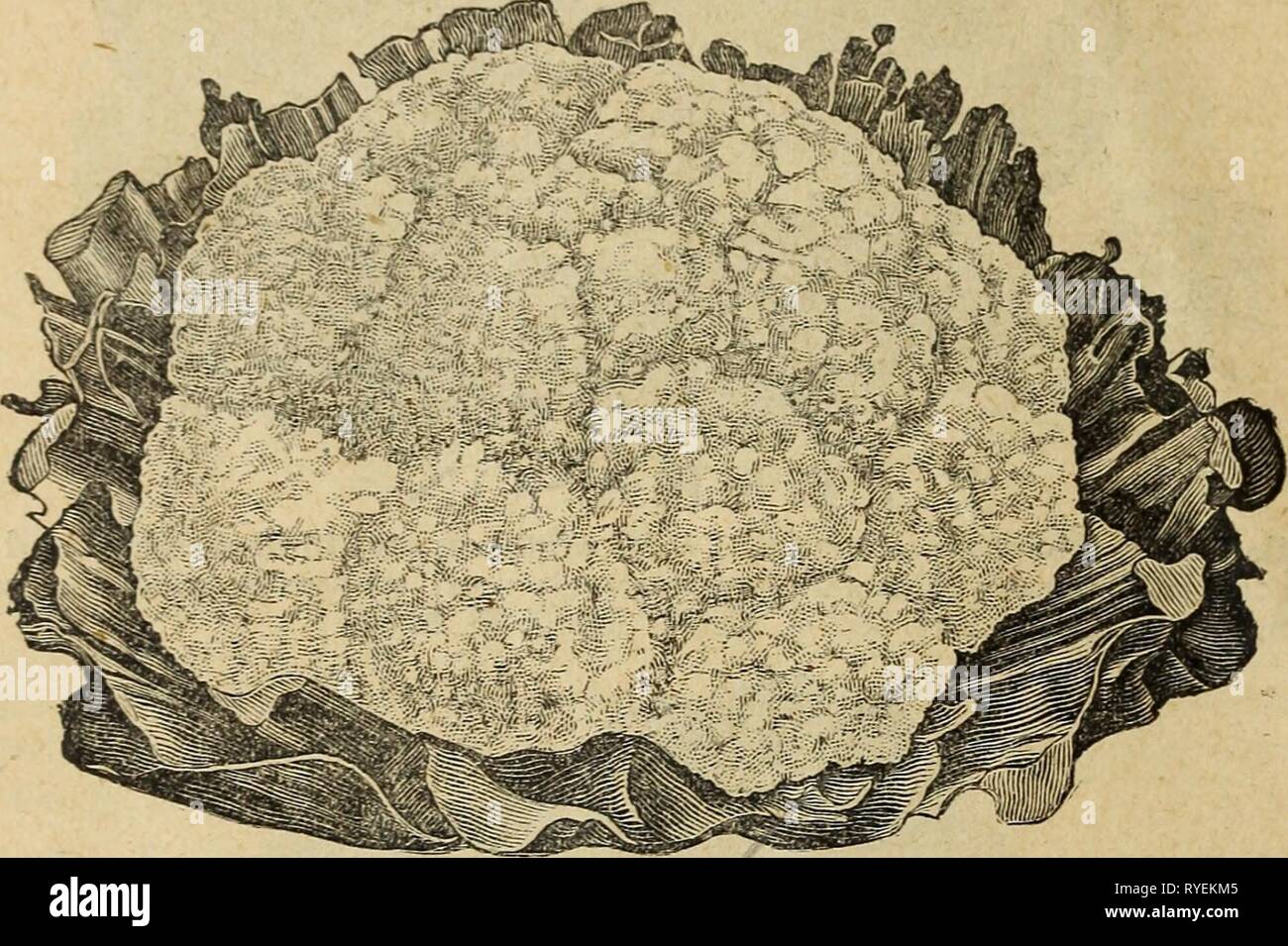 Annabil hi-res stock photography and images - Alamy