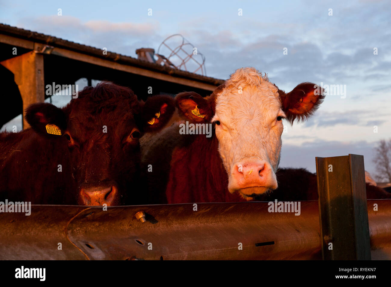 Portrait of two commercial cows Stock Photo - Alamy