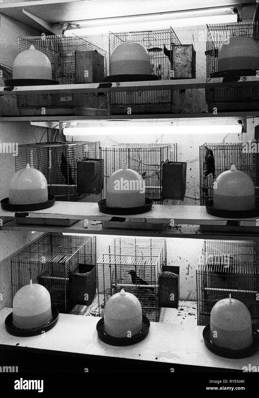 Animal experiment cages hi-res stock photography and images - Alamy