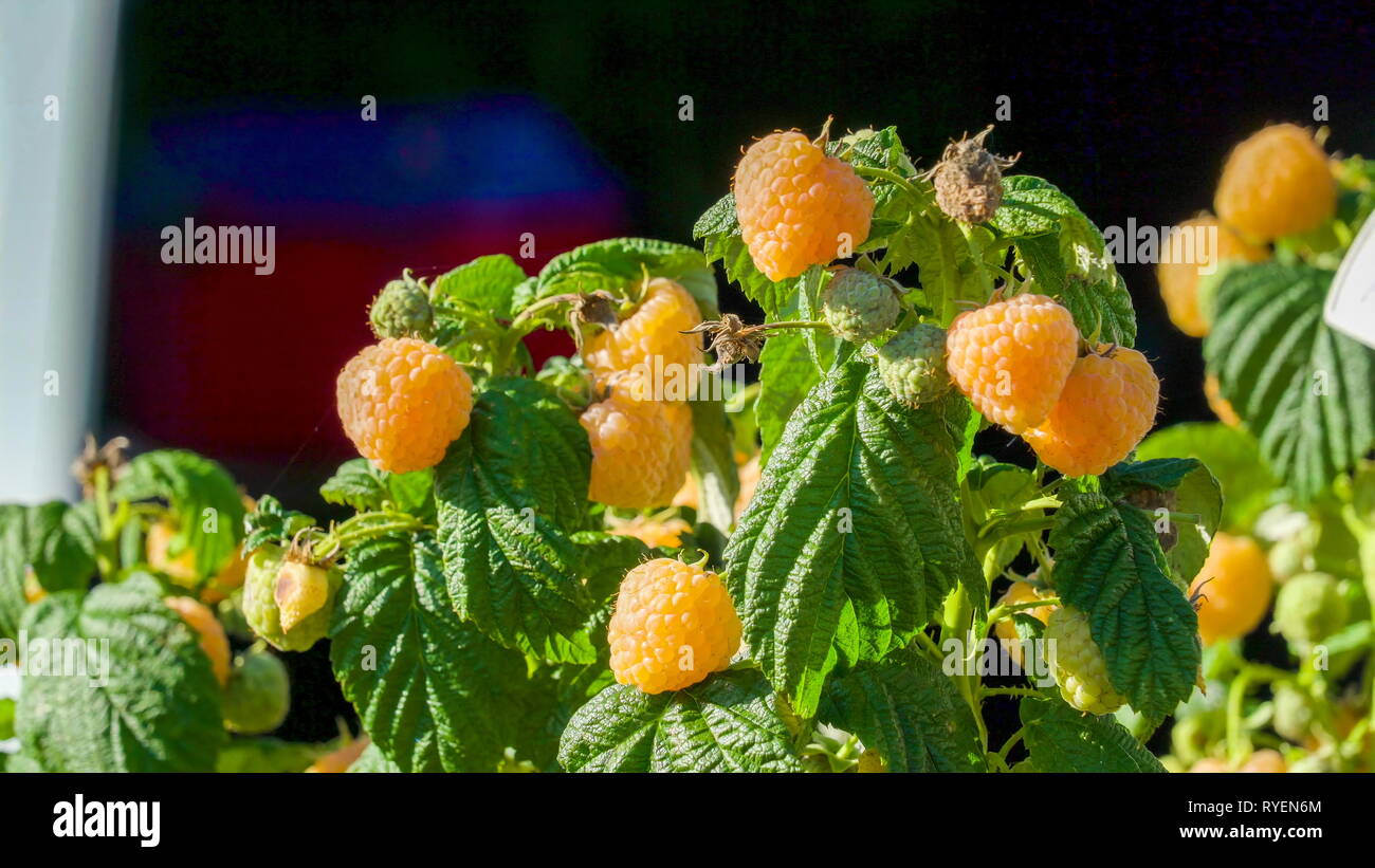 The orange color raspberry fruit on the plant with the green leaves on ...