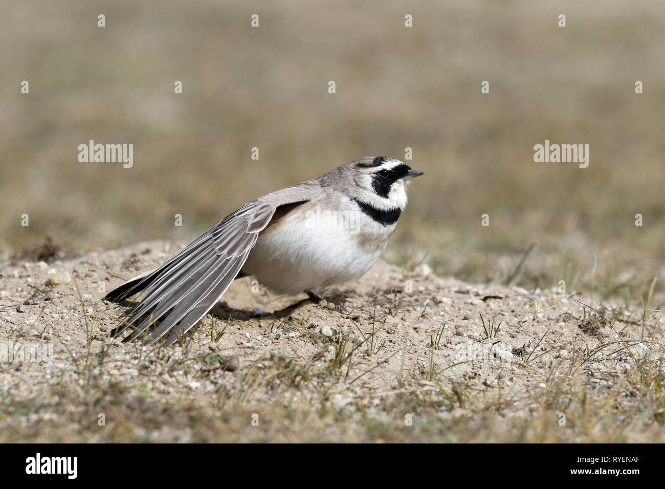 Horned Lark wing stretch after dust bath Stock Photo - Alamy