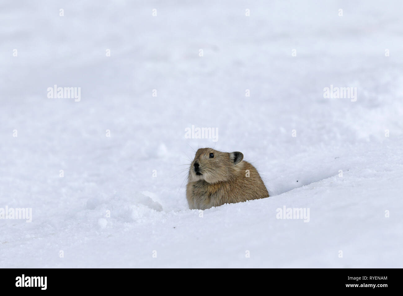 Black lipped pika hi-res stock photography and images - Alamy