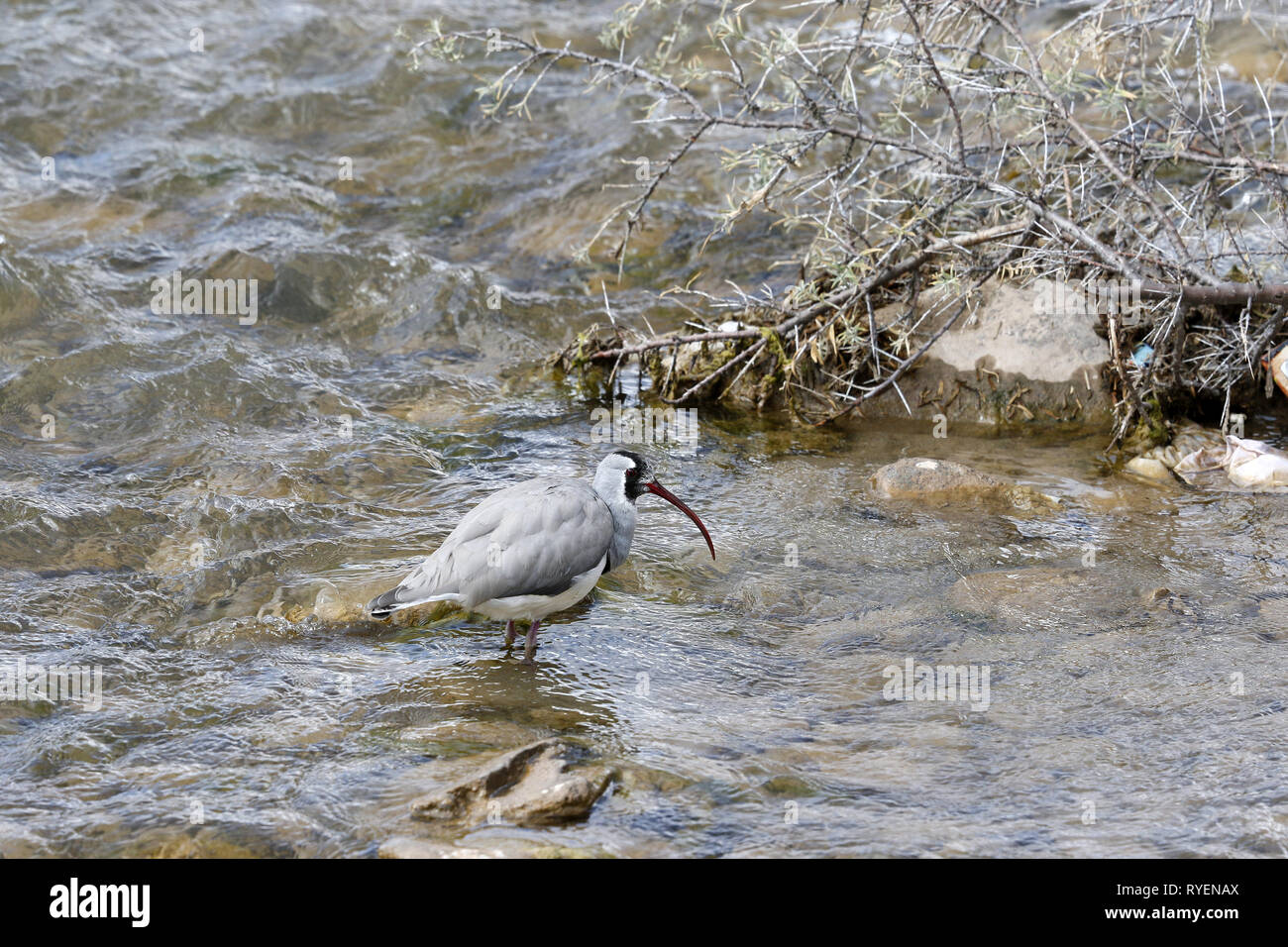 Ibidorhynchus hi-res stock photography and images - Alamy
