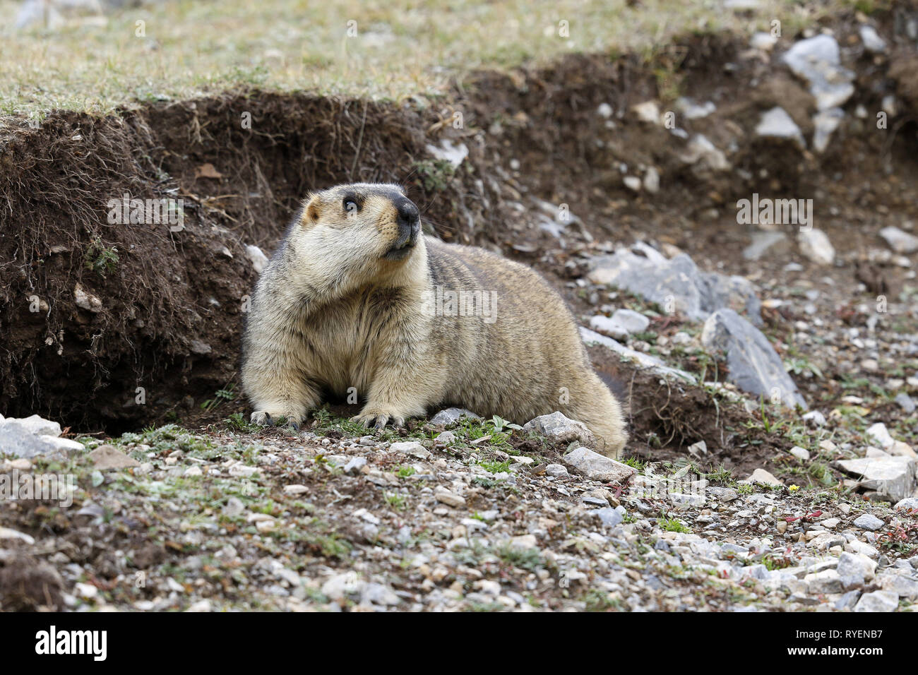 Himalayan Marmot, Marmota himalayana Stock Photo - Alamy