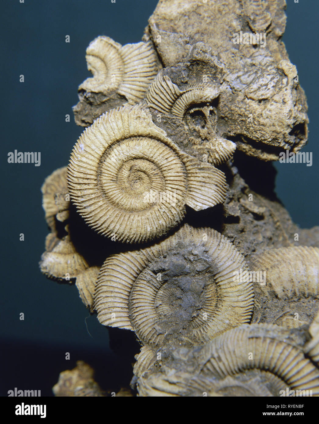 Zoology High Resolution Stock Photography and Images - Alamy