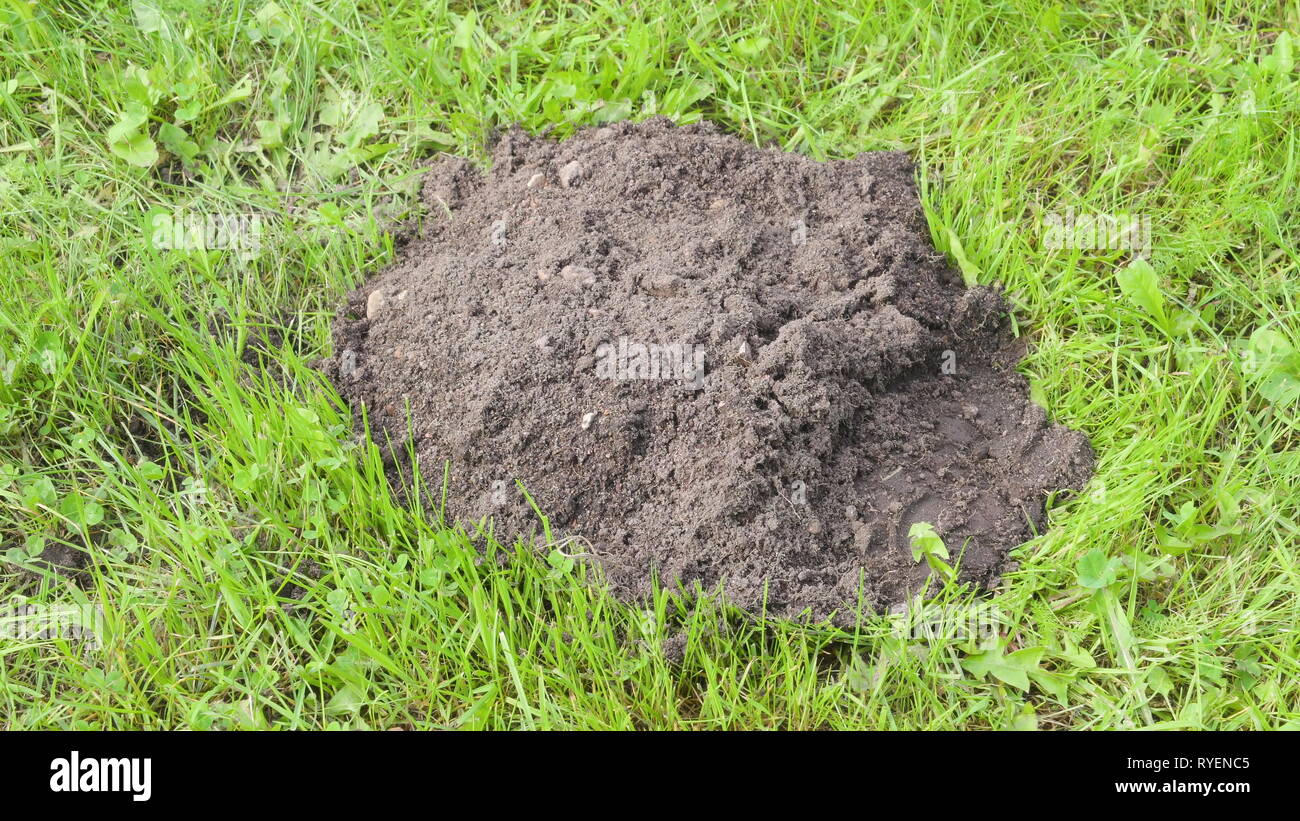 The heap of soil on the green grassy lawn on the garden Stock Photo - Alamy