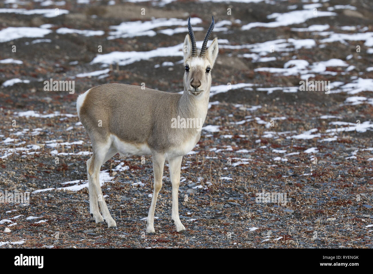 Male tibetan gazelle hi-res stock photography and images - Alamy