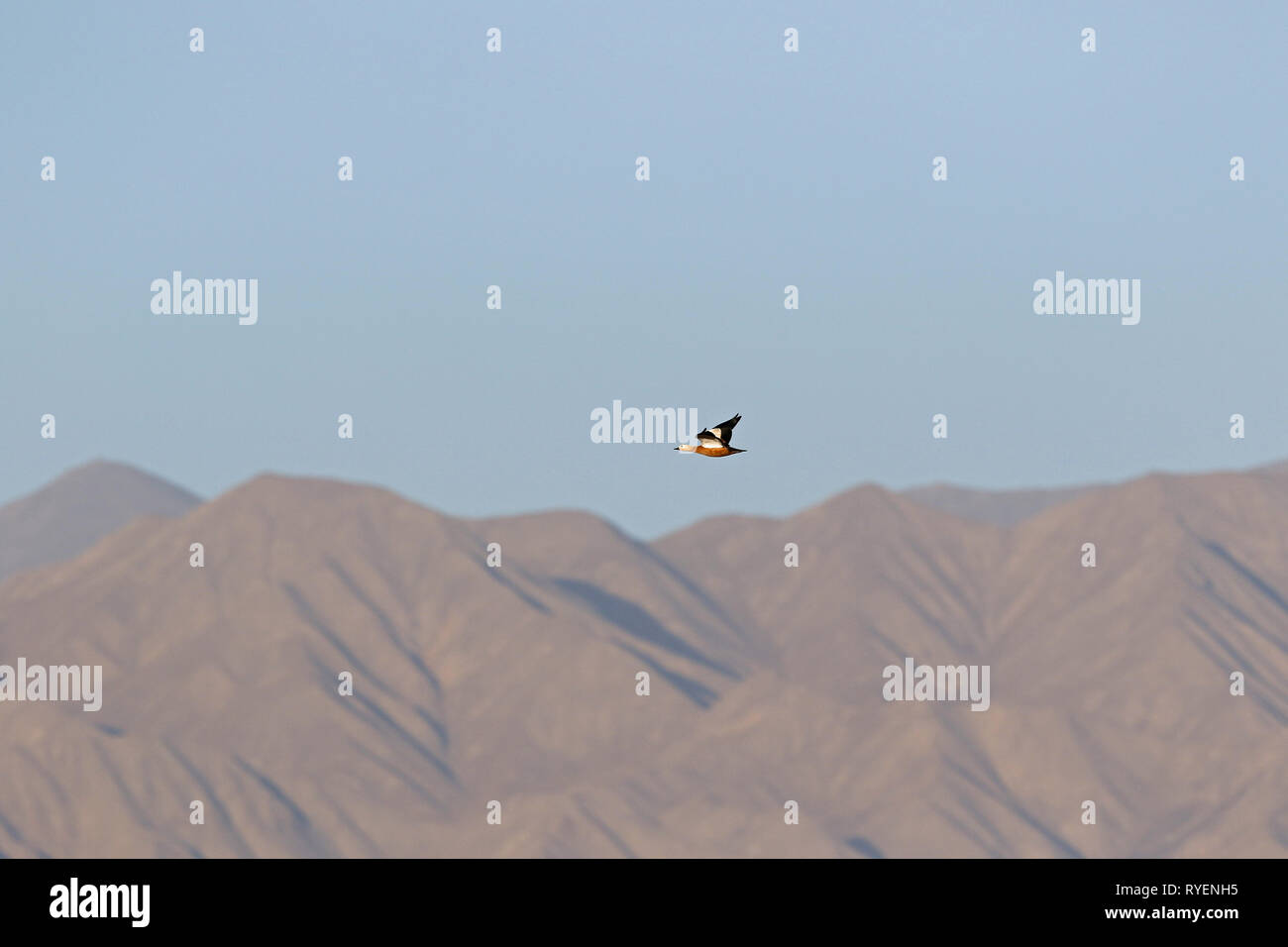 Shelduck migration hi-res stock photography and images - Alamy