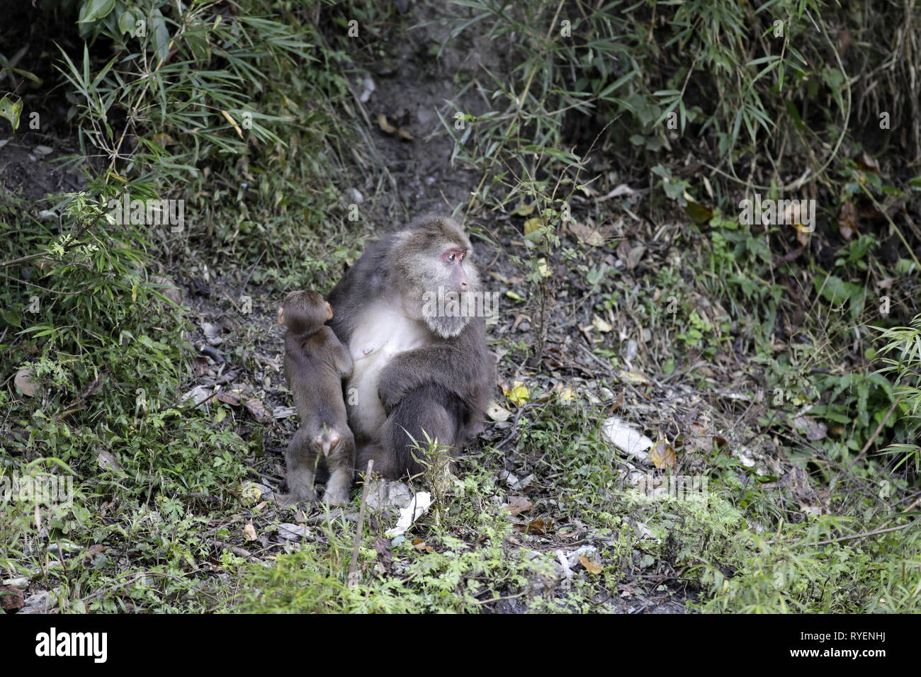 Tibetan Macaque, Macaca thibetana Stock Photo - Alamy