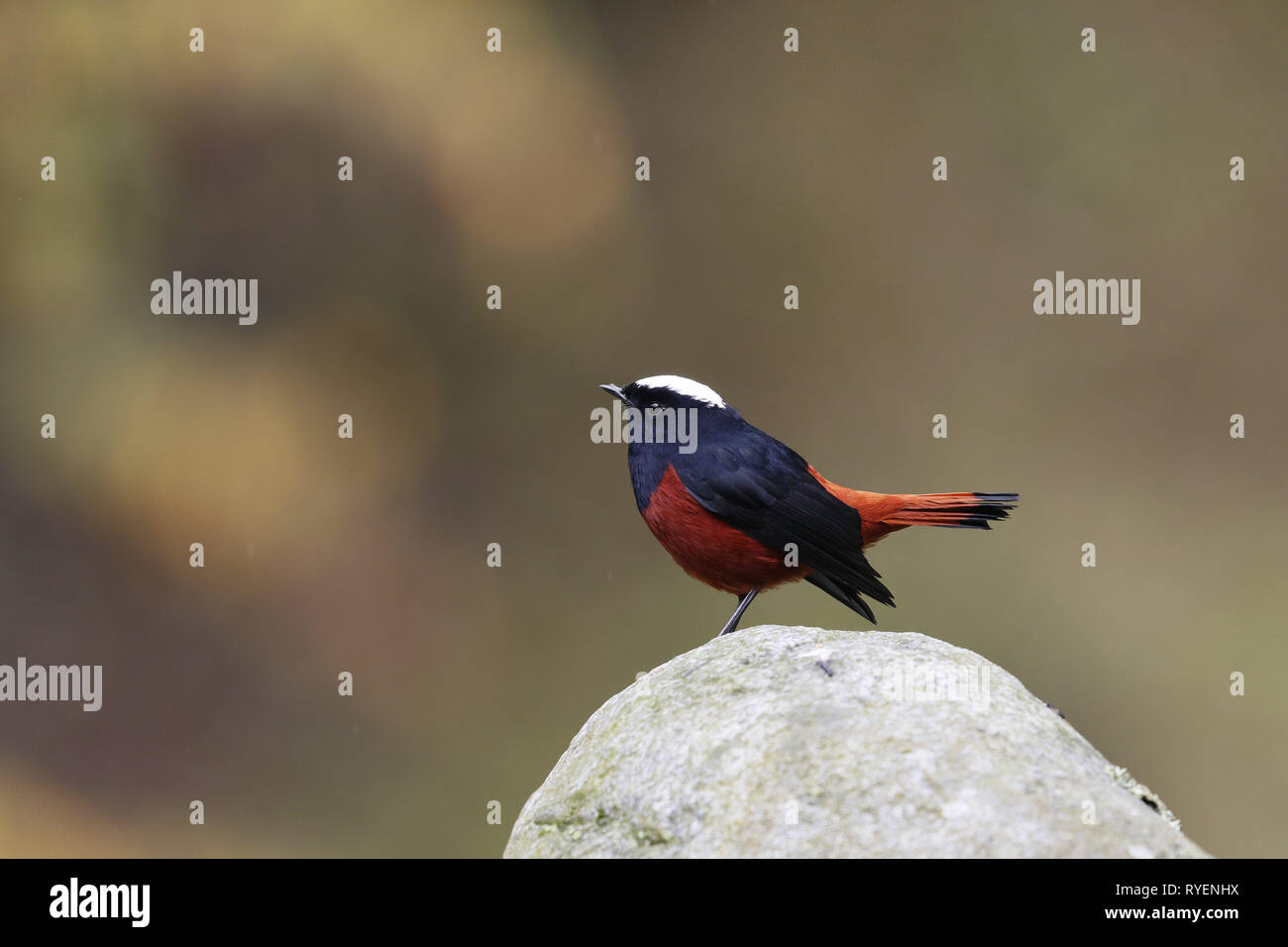 White capped water redstart phoenicurus leucocephalus hi-res stock ...