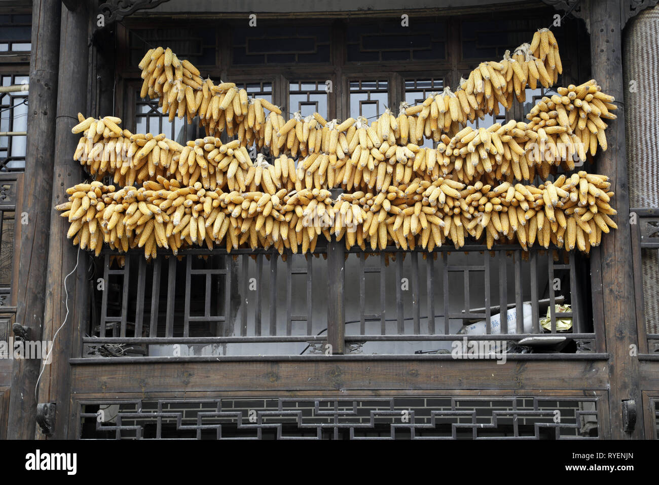 Drying maize cobs hi-res stock photography and images - Alamy