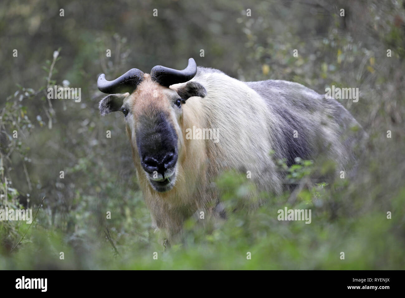 Takin hi-res stock photography and images - Alamy