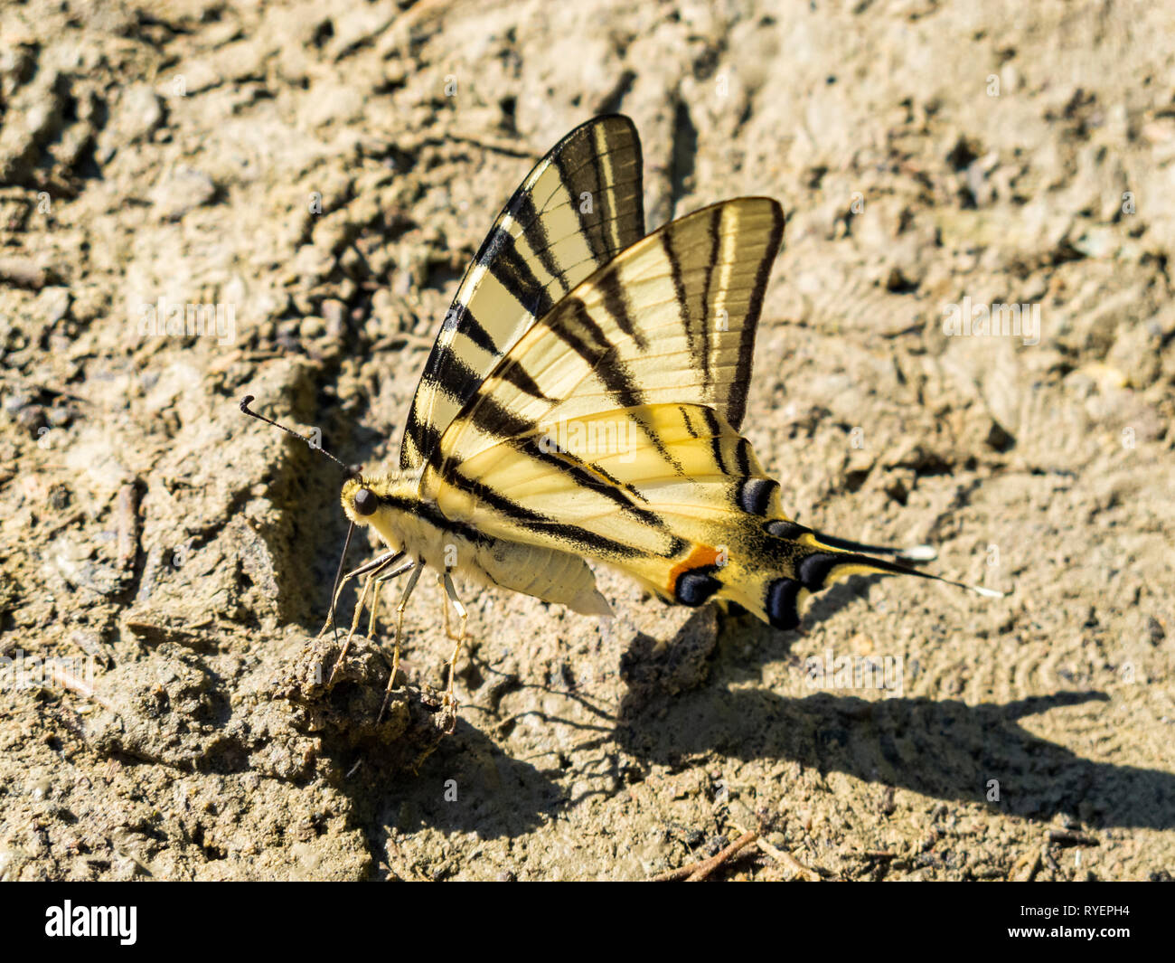 Butterfly Iphiclides Podalirius Swallowtail High Resolution Stock ...