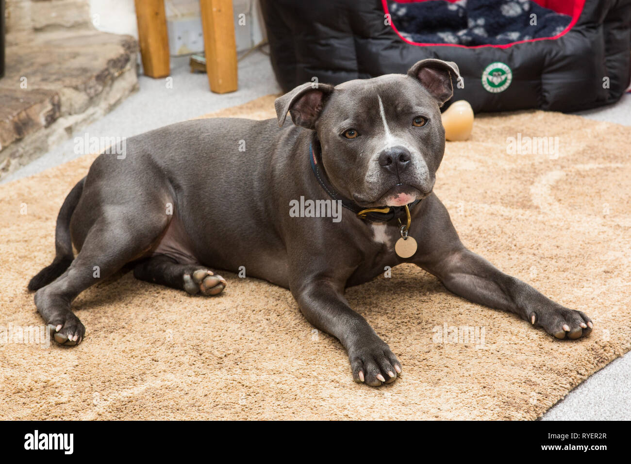 Blue staffy hi-res stock photography and images - Alamy