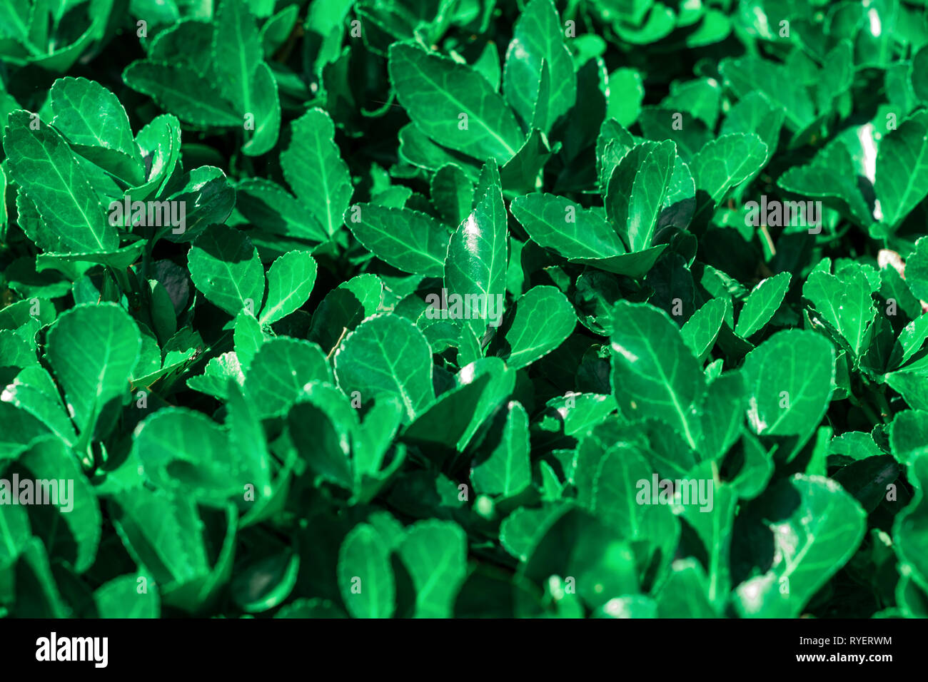 green Bush as texture and background Stock Photo - Alamy