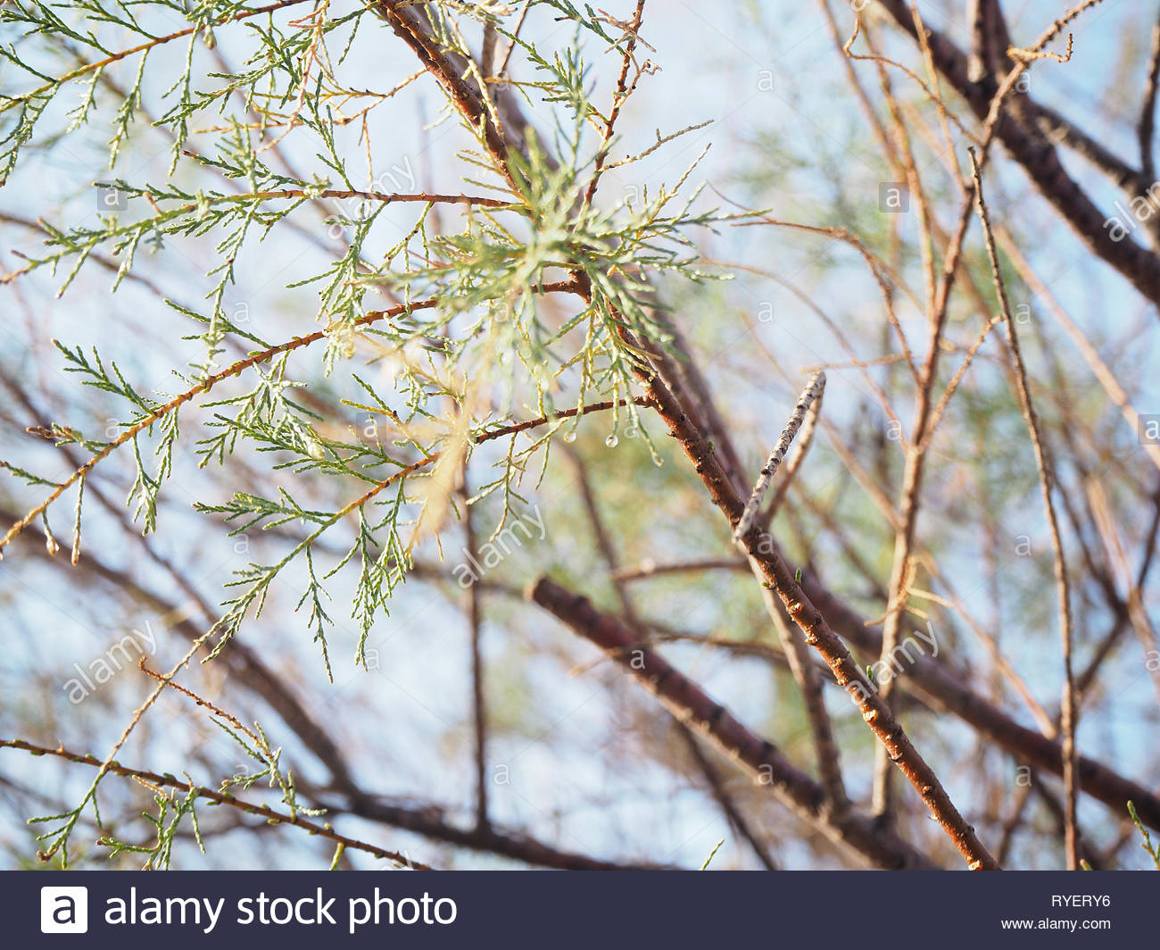 Tamarix Tree Stock Photos & Tamarix Tree Stock Images - Alamy