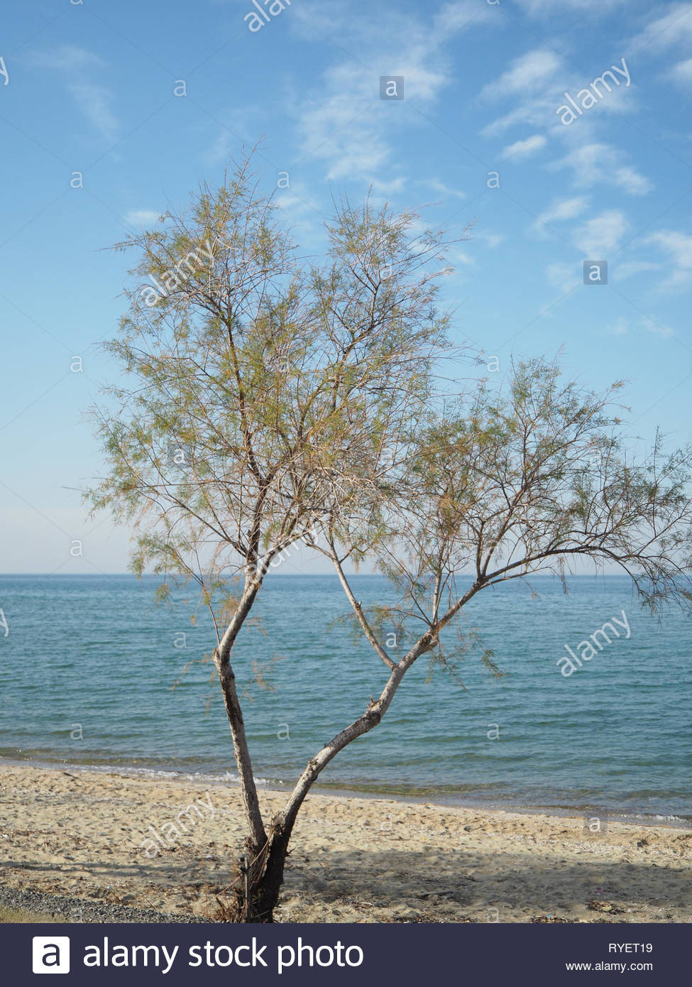 Tamarix Tree Stock Photos & Tamarix Tree Stock Images - Alamy