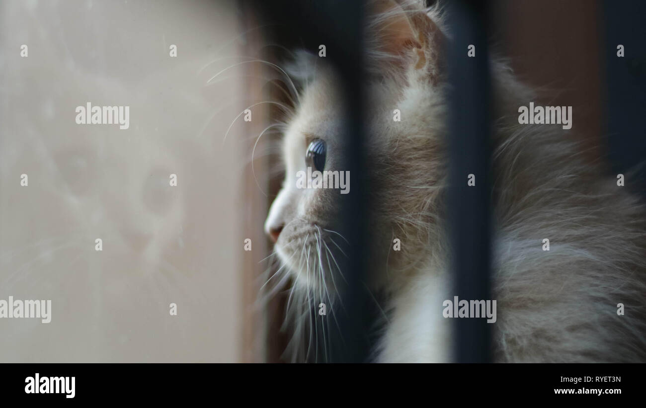 Cats looking outside from a window Stock Photo - Alamy