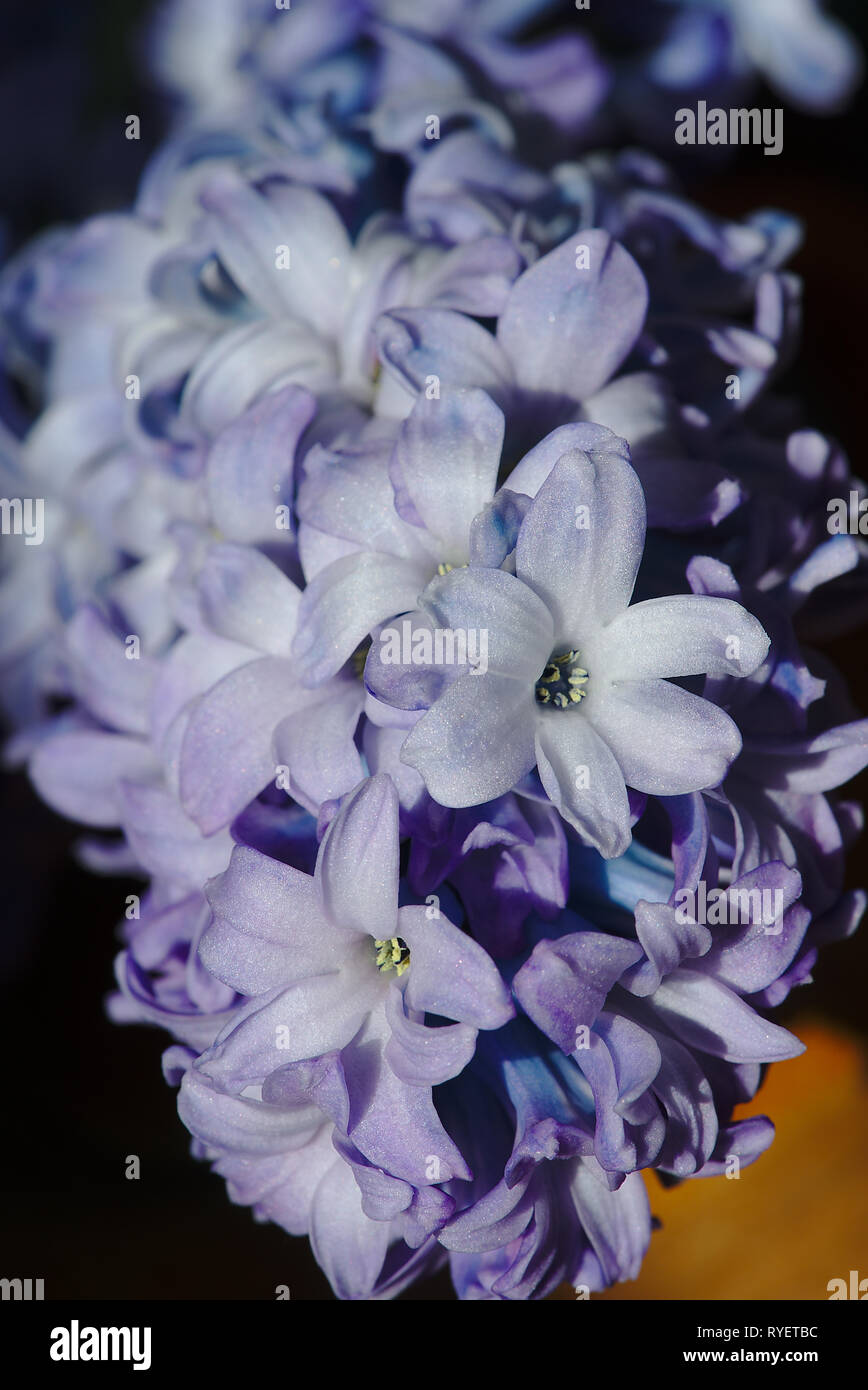 cluster of natural blue hyacinth flowers in close-up Stock Photo - Alamy