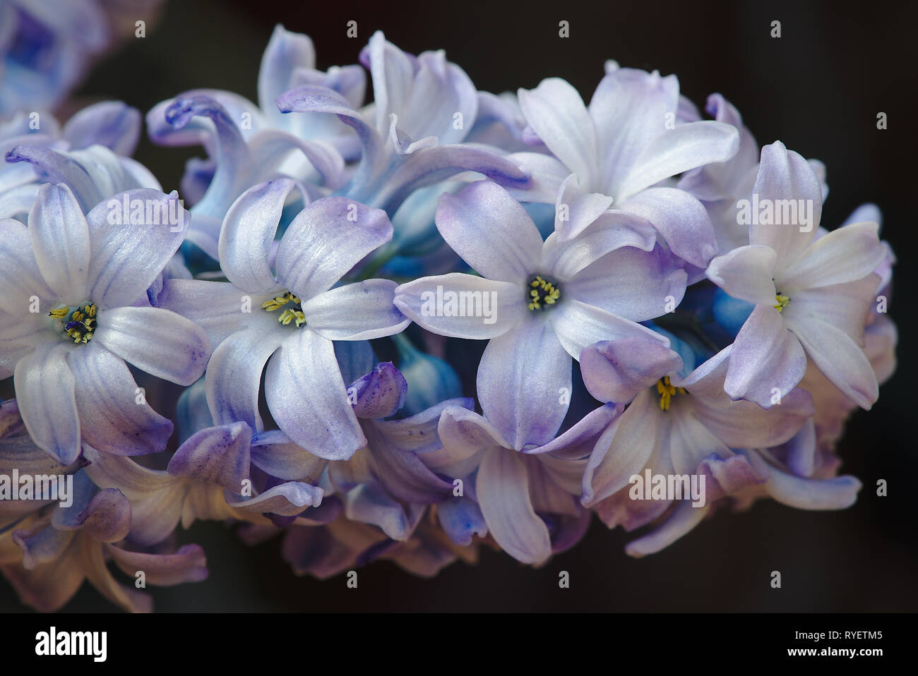 Blue hyacinth flowers hi-res stock photography and images - Alamy