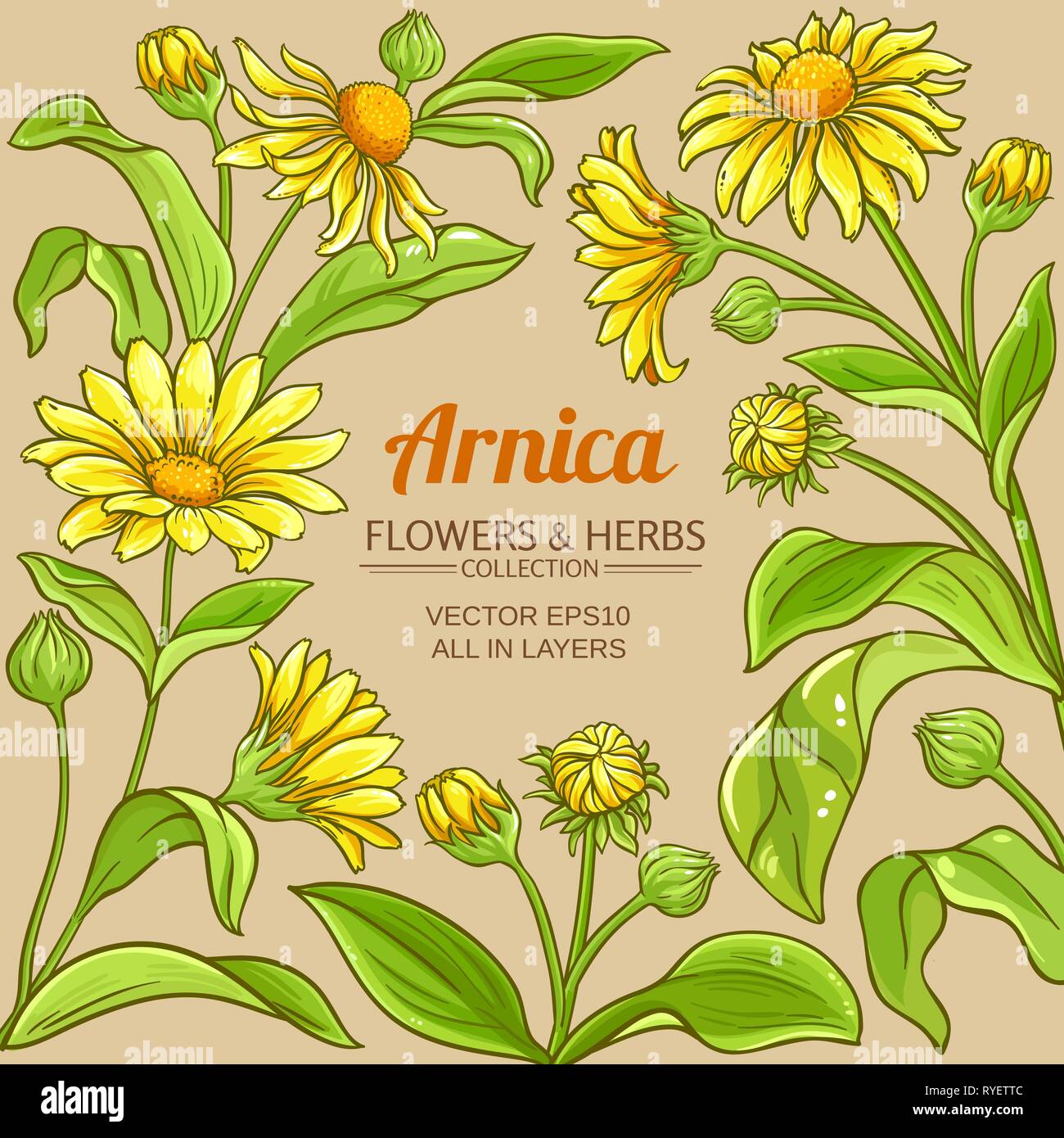 arnica vector frame on color background Stock Vector Image & Art - Alamy