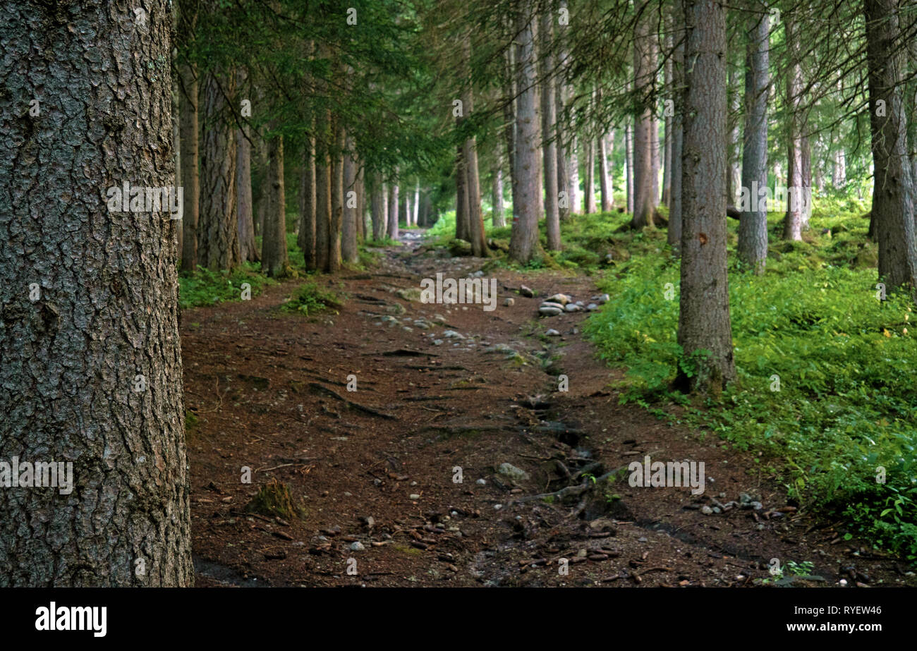 Switzerland forest hi-res stock photography and images - Alamy