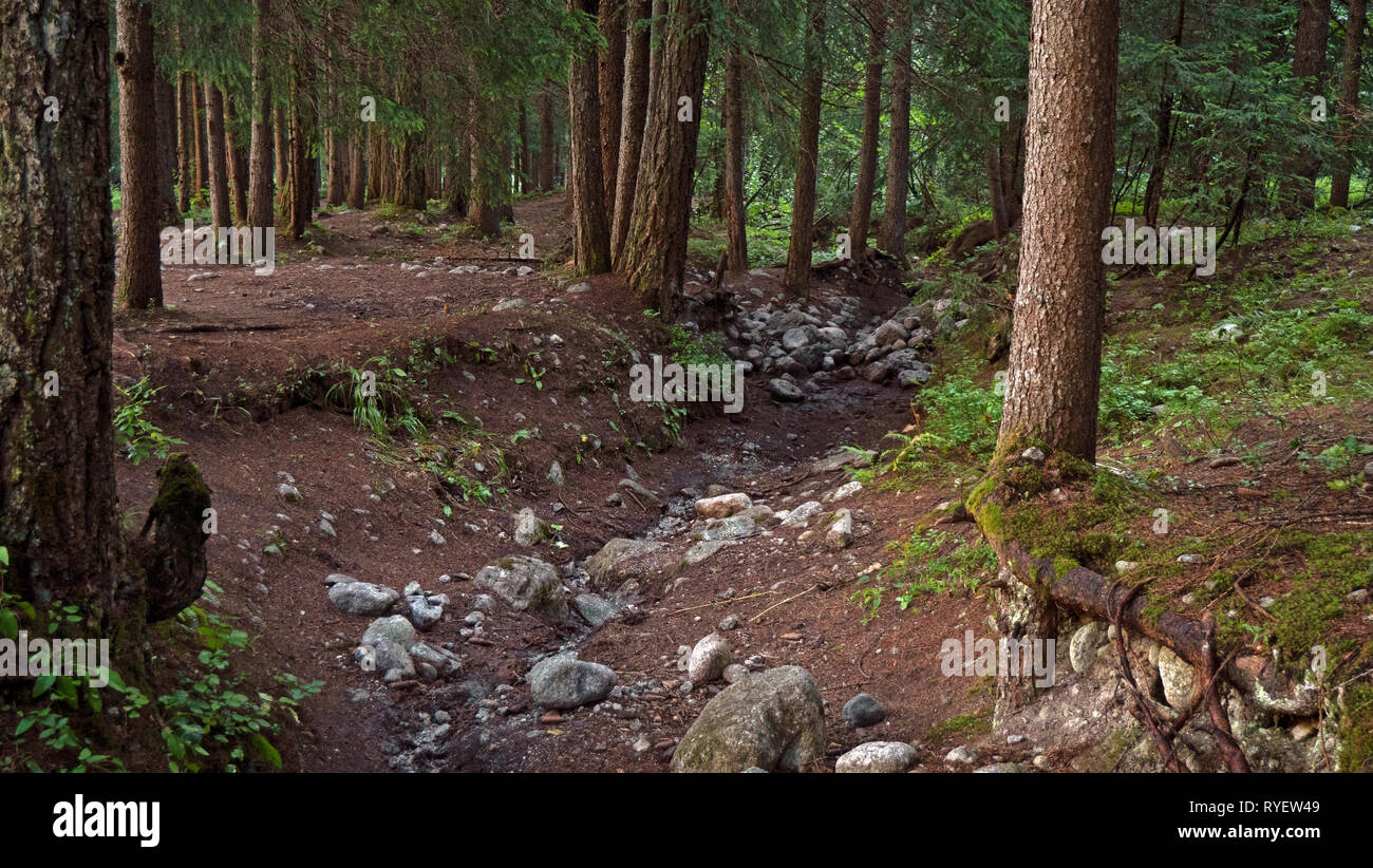 Switzerland forest hi-res stock photography and images - Alamy