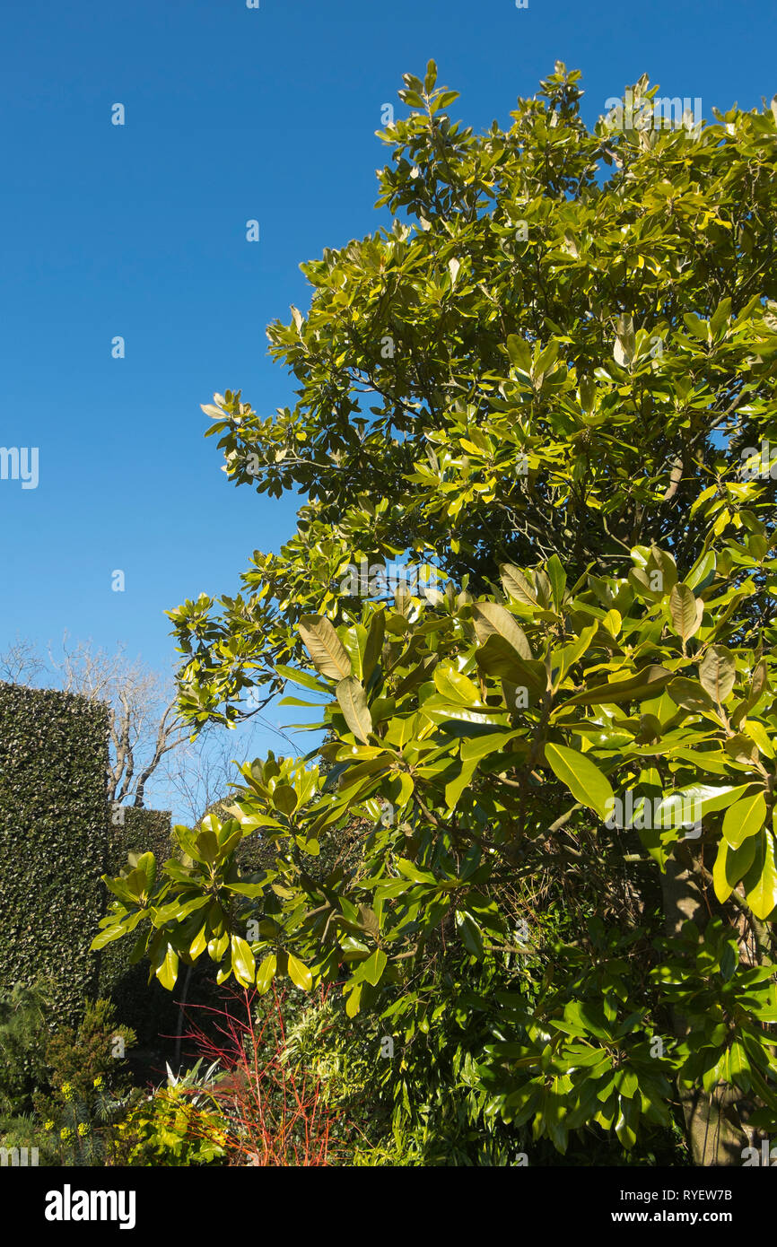 Magnolia grandiflora uk hi-res stock photography and images - Alamy