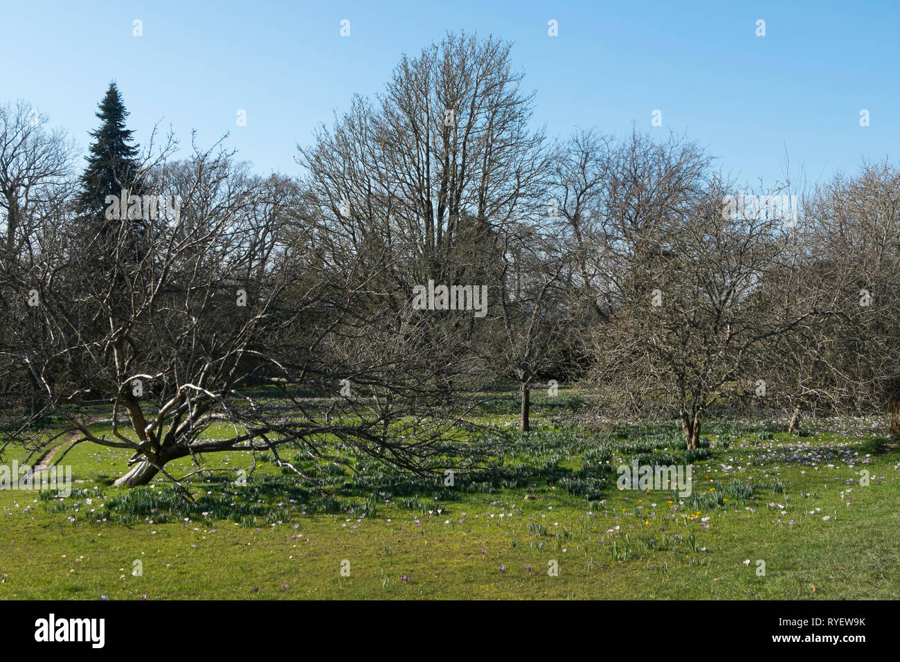 The Orchard at the gardens at Great Dixter in Northiam, East Sussex ...