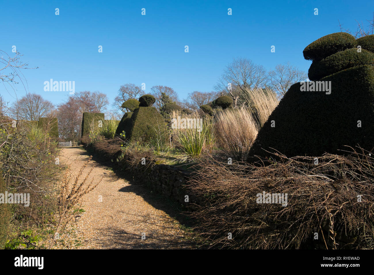 Peacock Topiary at the gardens at Great Dixter in Northiam, East Sussex ...