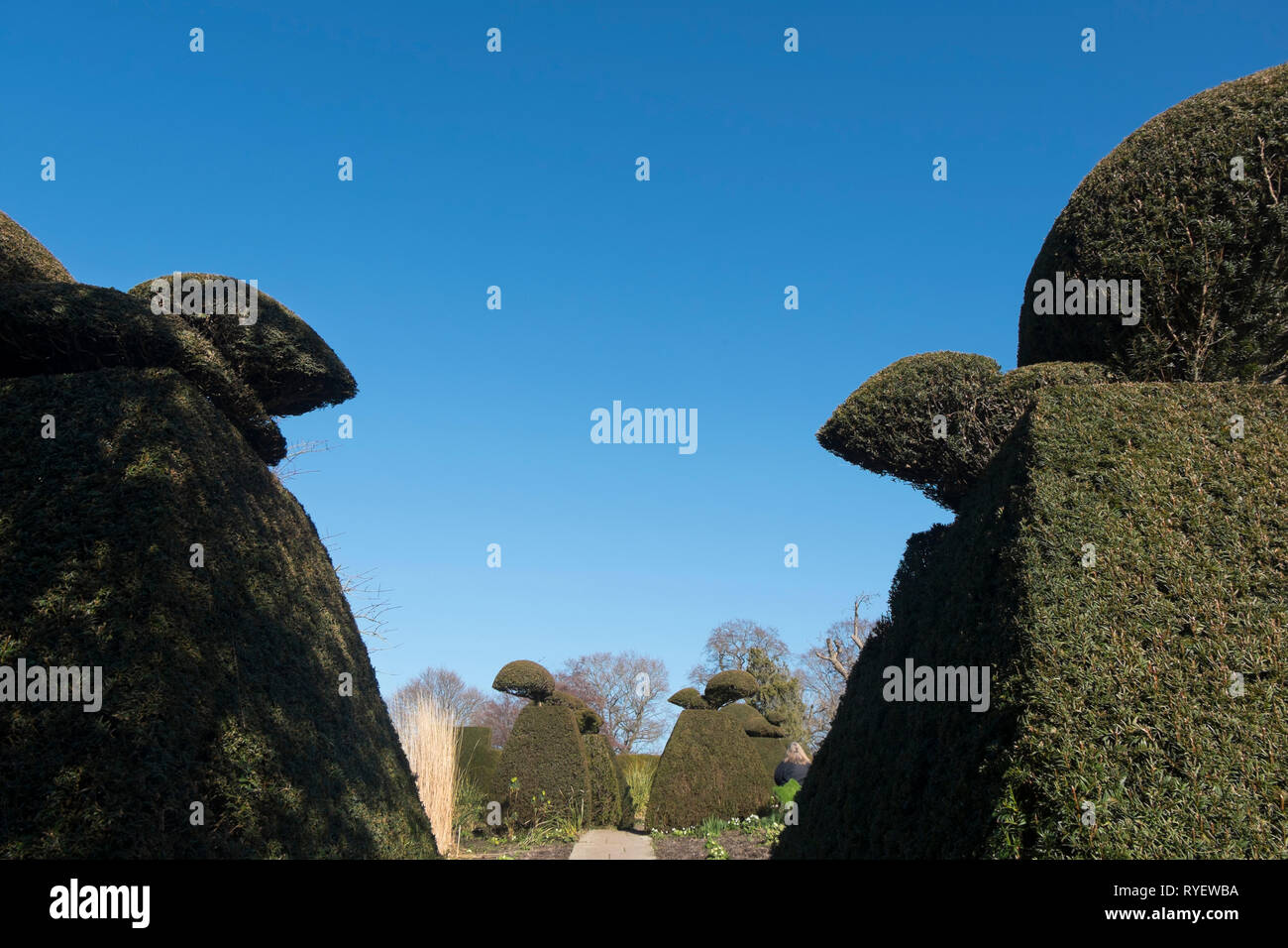 Peacock Topiary at the gardens at Great Dixter in Northiam, East Sussex ...