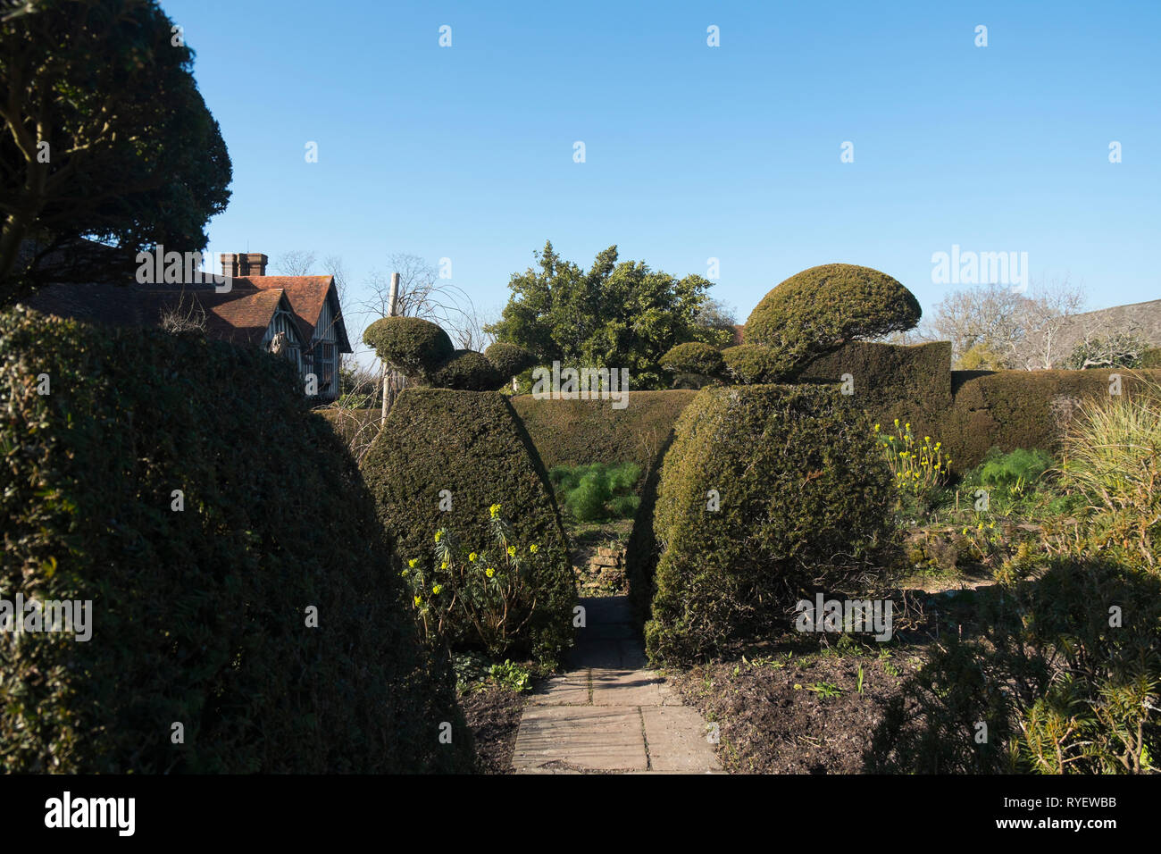 Peacock Topiary at the gardens at Great Dixter in Northiam, East Sussex ...