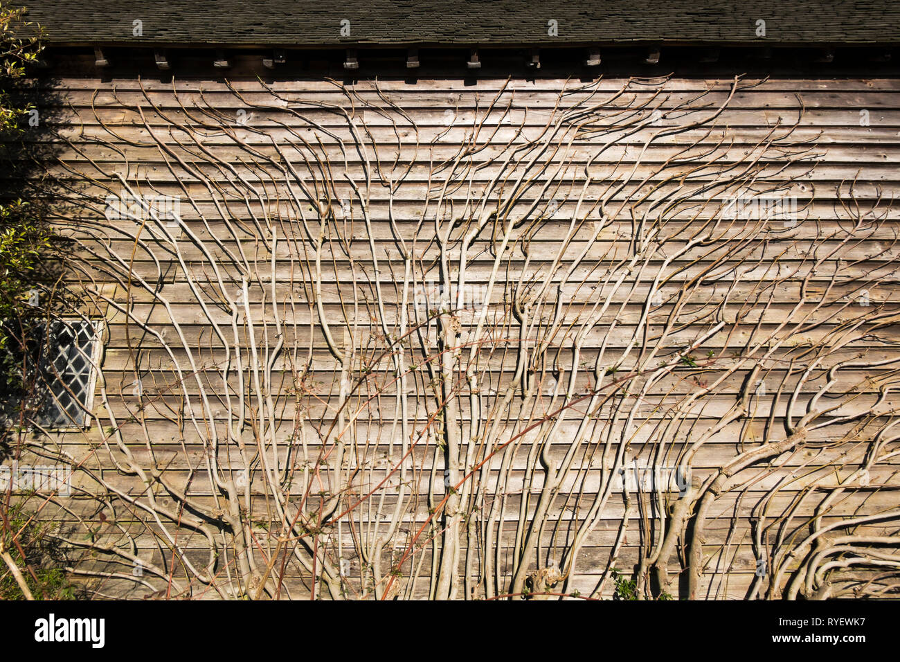 Brunswick fig tree espalier on the wall of the barn at Great Dixter in ...