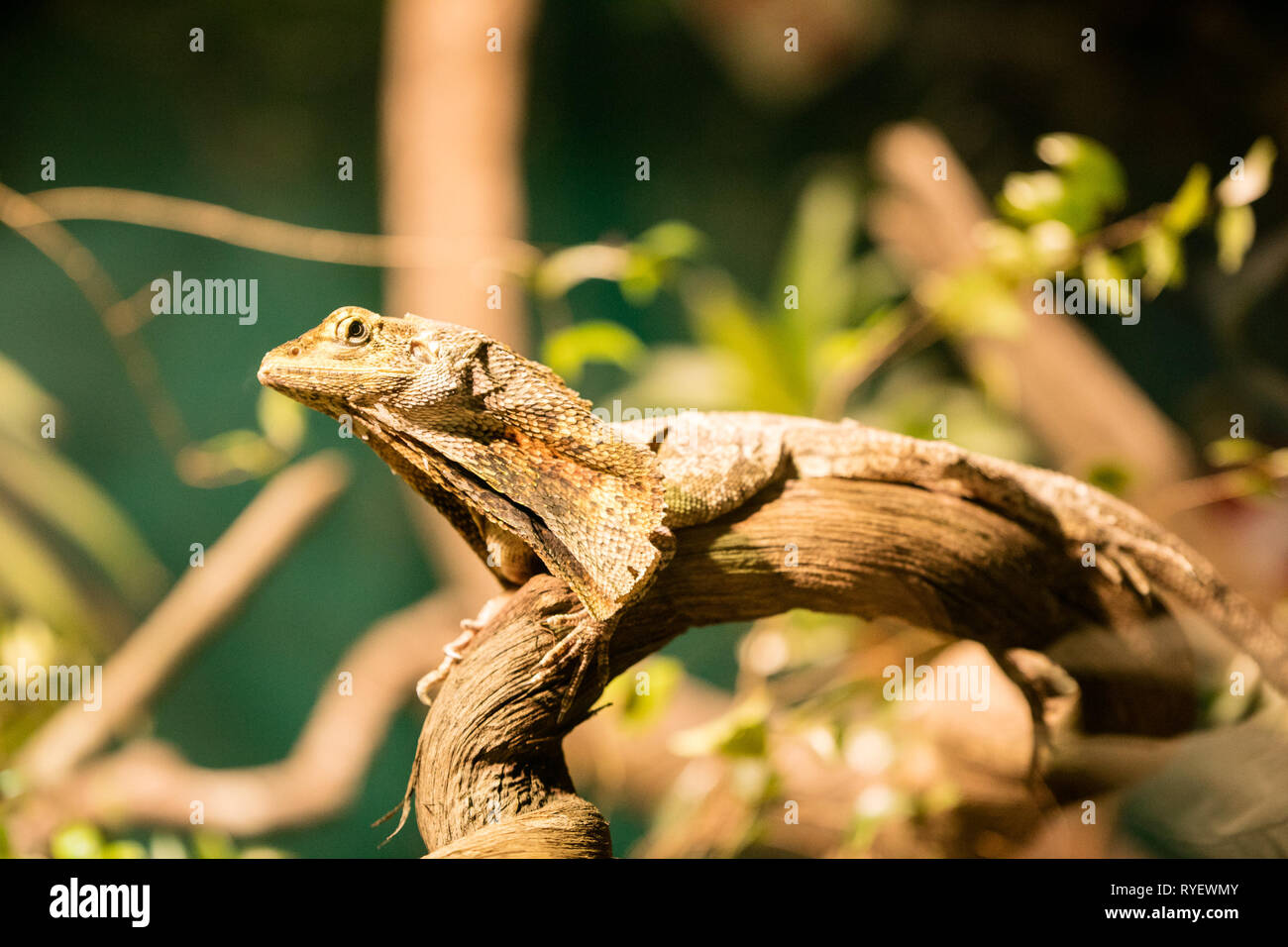 Agama brodata hi-res stock photography and images - Alamy
