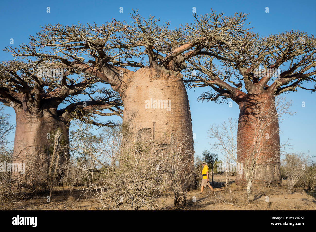 Malagasy baobab tree hi-res stock photography and images - Alamy