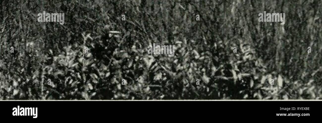 The Dunesland heritage of Illinois Stock Photo - Alamy