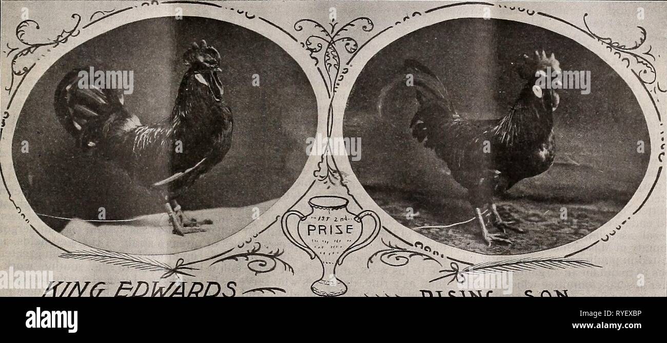 The Eastern poultryman (1903 Stock Photo - Alamy