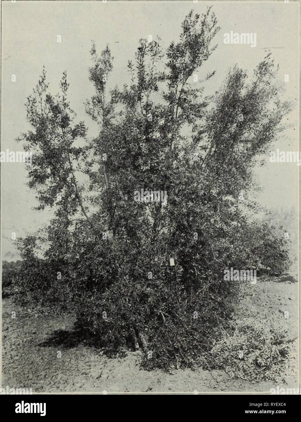 The effect of pruning in Stock Photo - Alamy