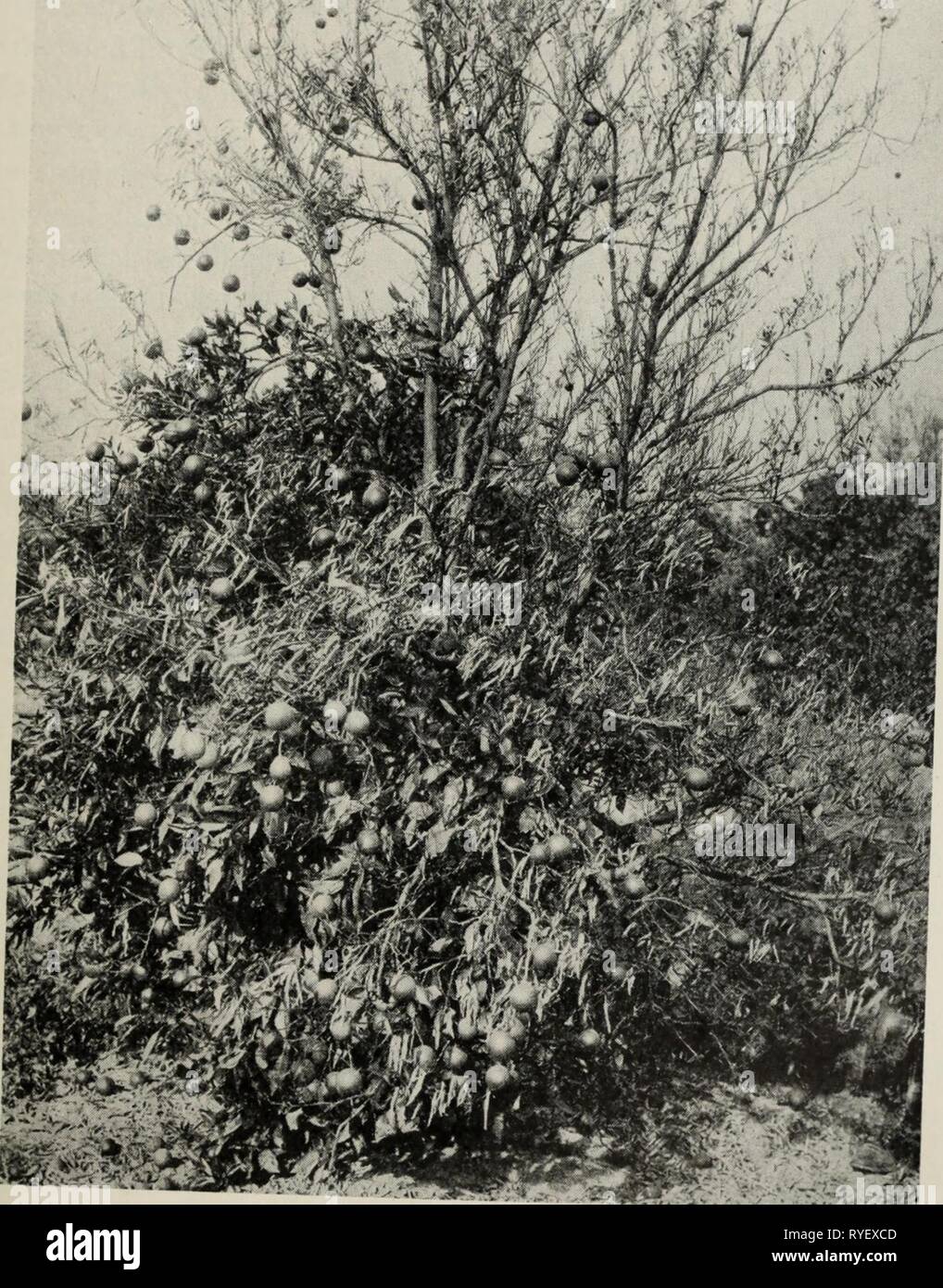 The effects of desiccating winds Stock Photo - Alamy