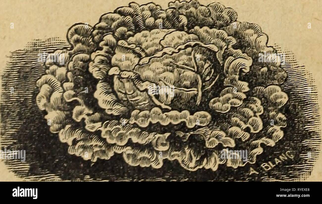 E Annabil & Co's seed Stock Photo - Alamy