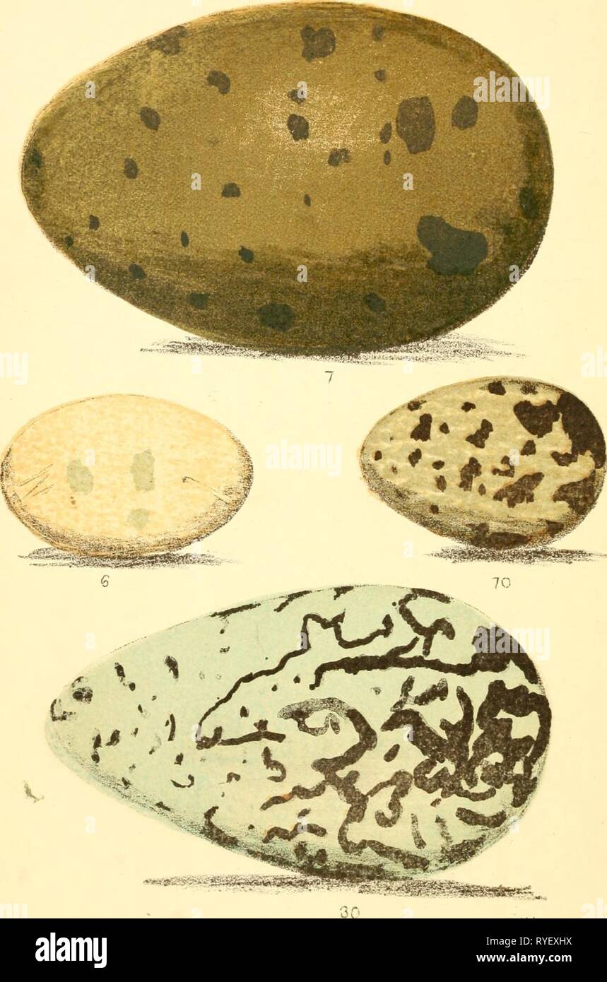 Eggs of North American birds Stock Photo - Alamy