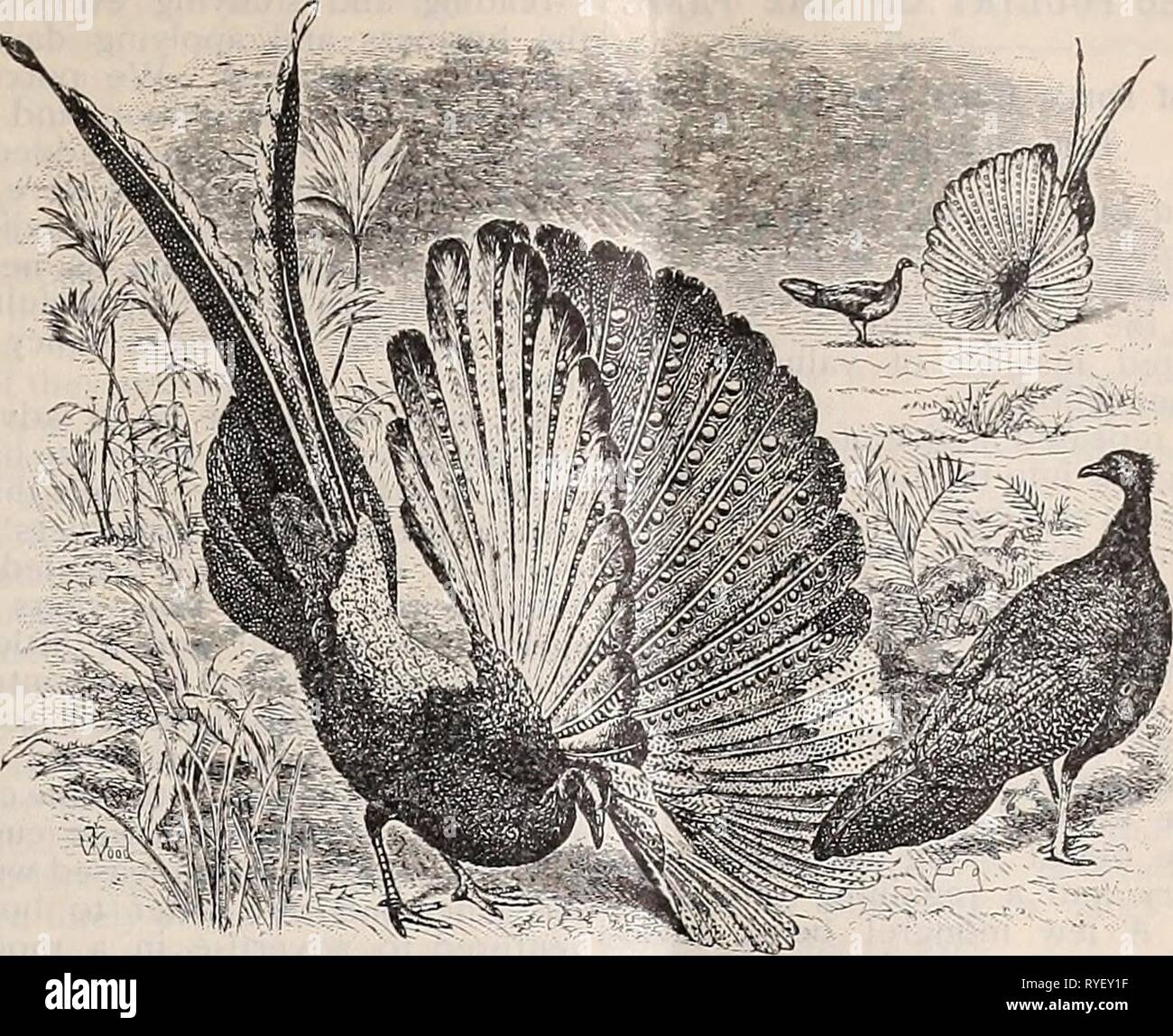 The Eastern poultryman (1903 Stock Photo - Alamy