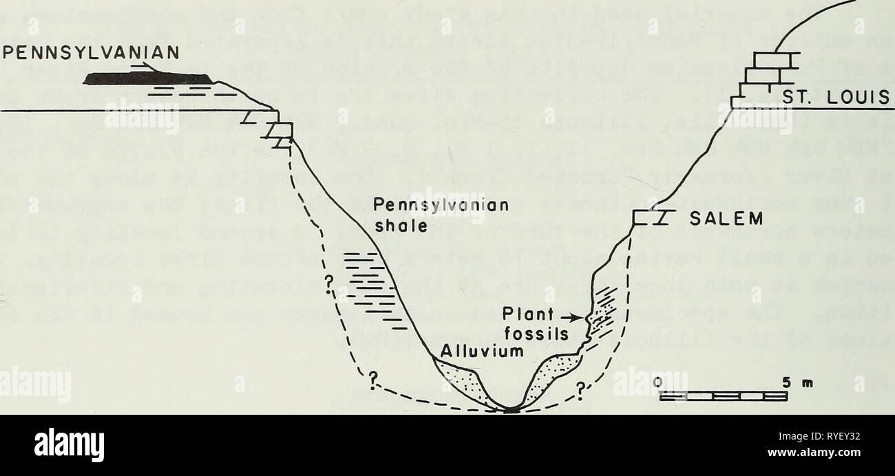An Early Pennsylvanian flora with megalopteris and noeggerathiales from ...