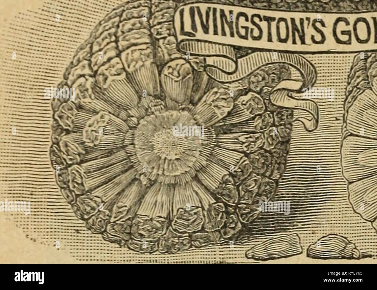 Annabil hi-res stock photography and images - Alamy