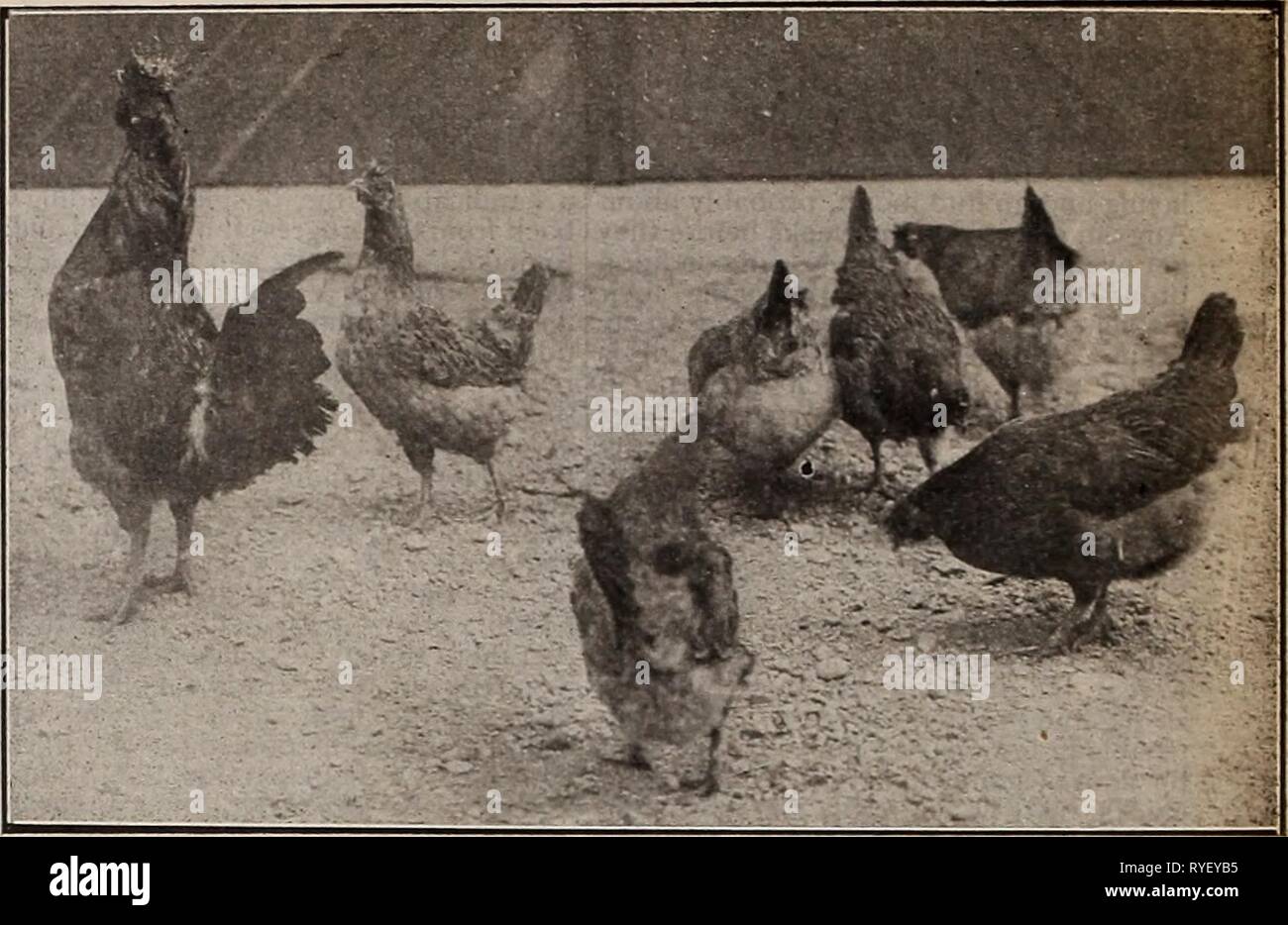 The Eastern poultryman (1902 Stock Photo - Alamy
